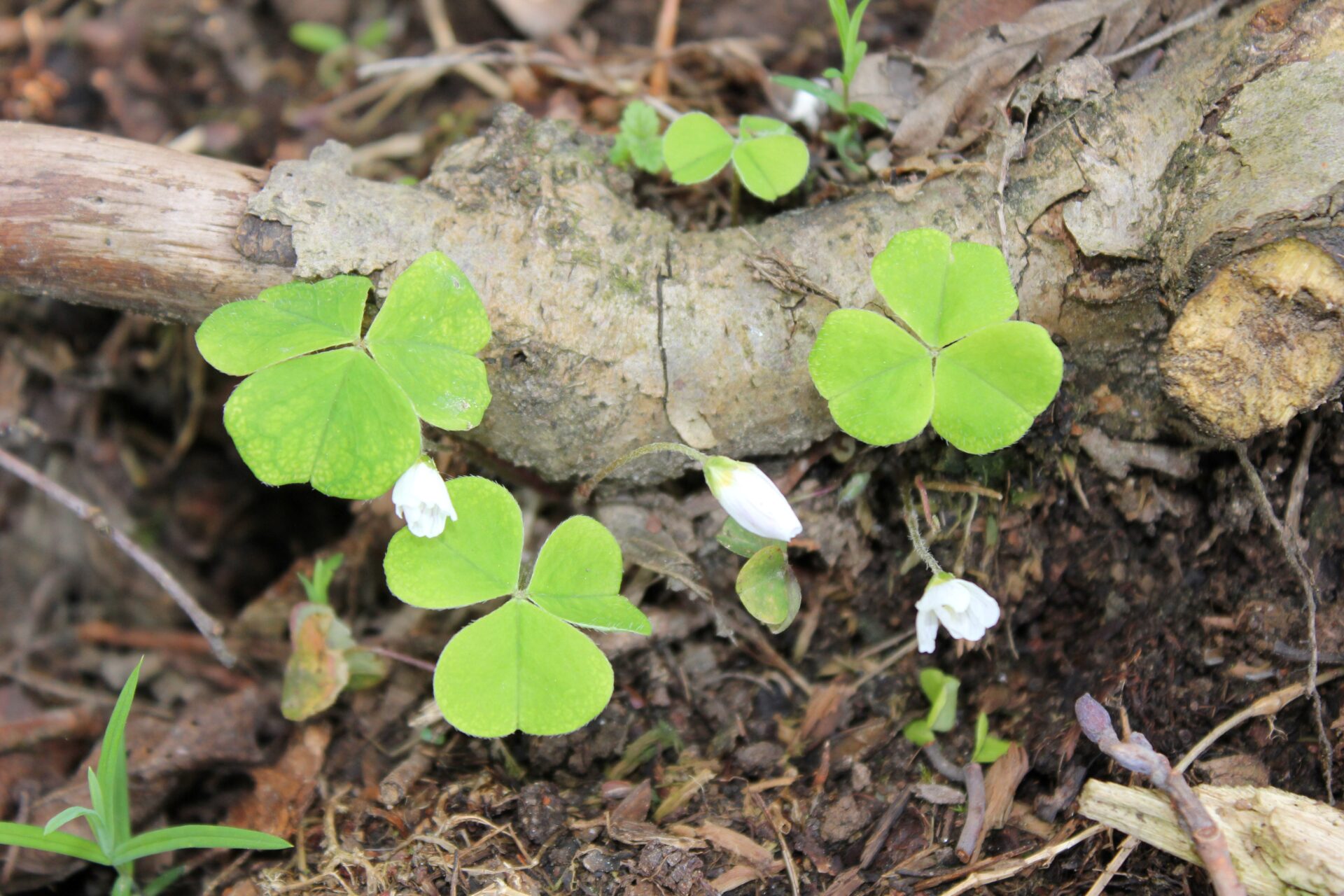 Nachhaltigkeit - Bestattungshaus Frankenheim